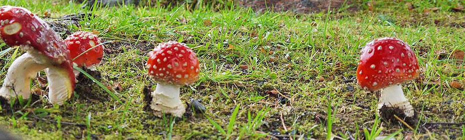 Fly Agaric Toadstools – The Mushroom Diary – UK Wild Mushroom Hunting Blog