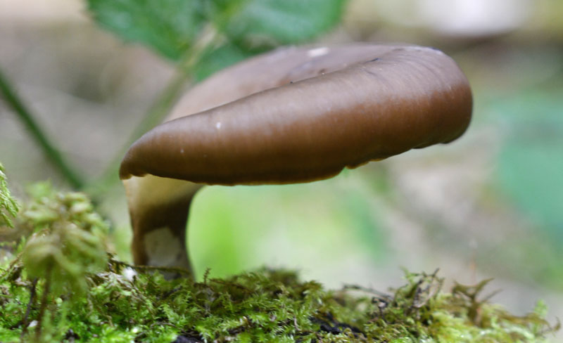 Bay Polypore – Polyporus durus – The Mushroom Diary – UK Wild Mushroom ...