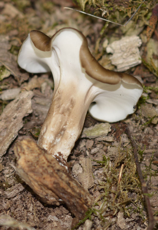 Bay Polypore – Polyporus durus – The Mushroom Diary – UK Wild Mushroom ...