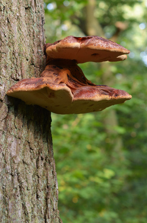 Beef Steak Fungus – Fistulina hepatica – The Mushroom Diary – UK Wild ...