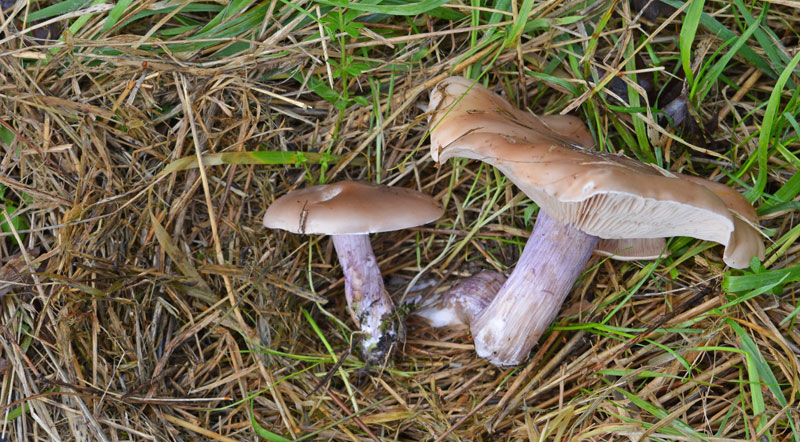 Field Blewit – Lepista saeva – The Mushroom Diary – UK Wild Mushroom ...
